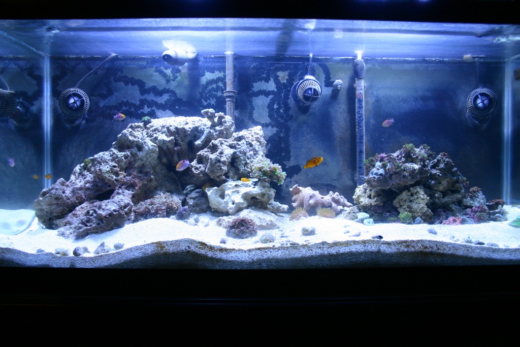 Aquarium Rockscaping Ideas